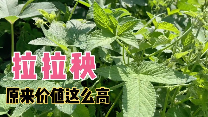 农村常见的拉拉秧,为什么这么多人喜欢它?今天分享3个好用途