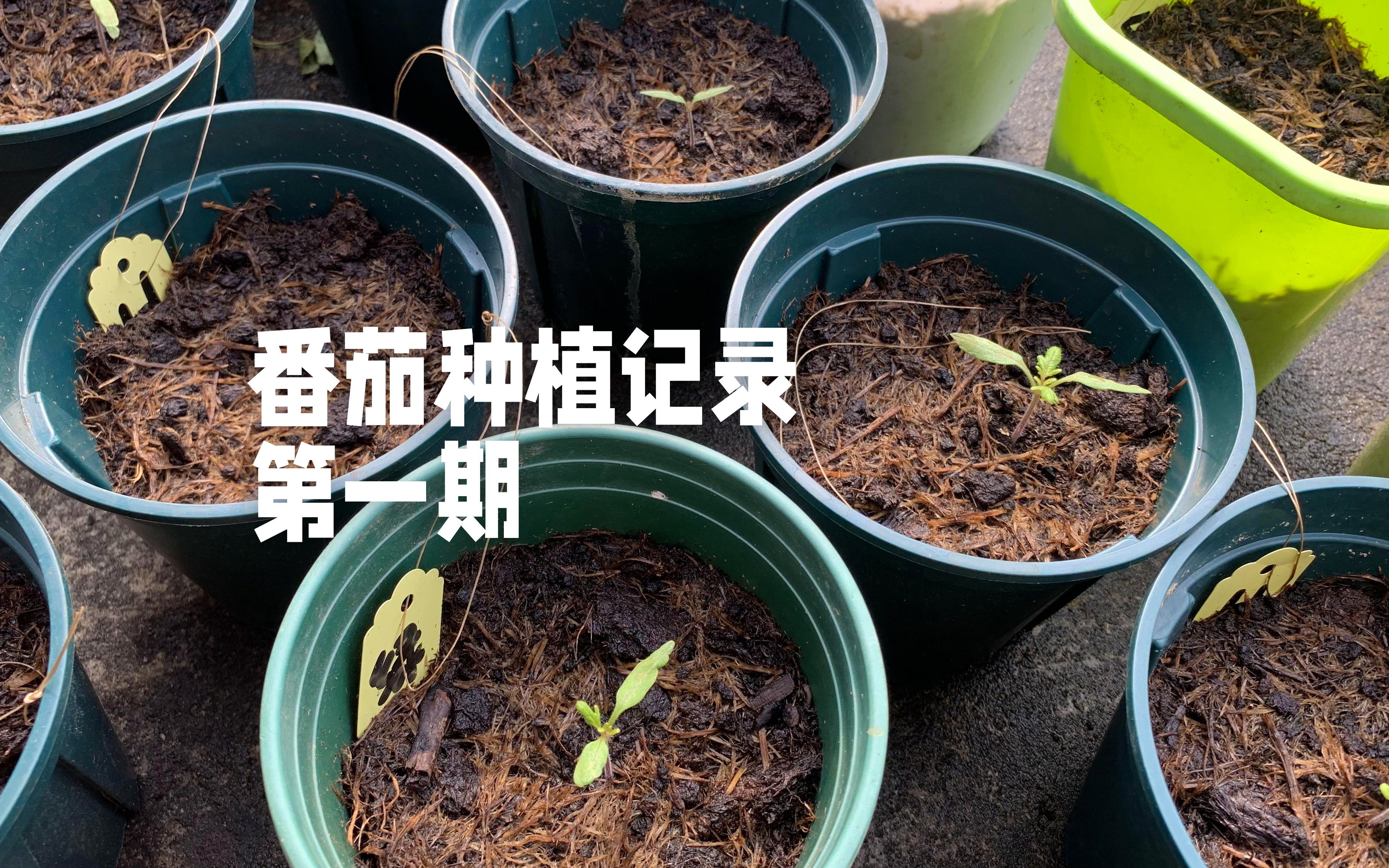 从播种到发芽 - 阿於的番茄种植记录