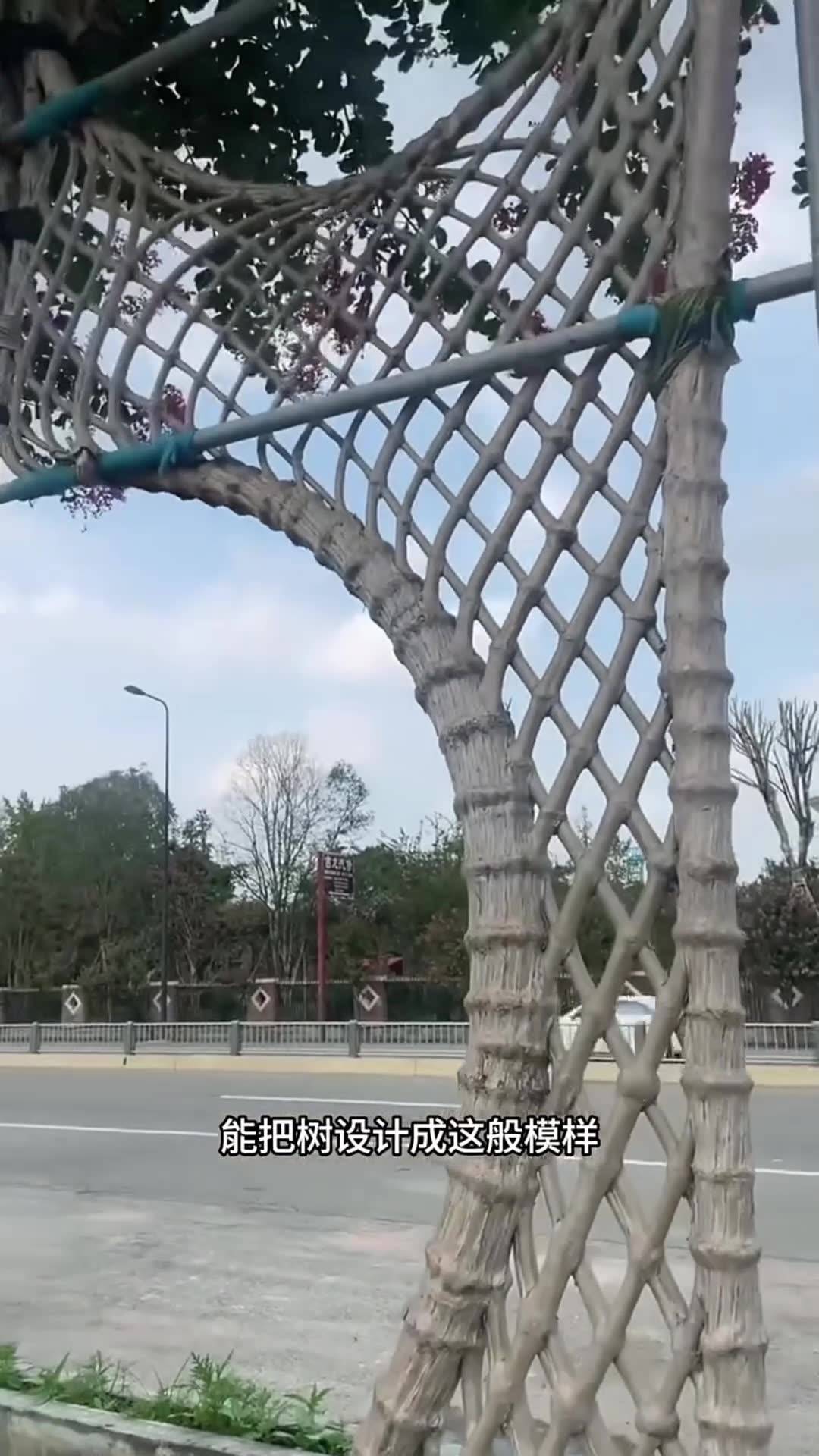 树的根部也能设计成艺术品,甚至树还能活着