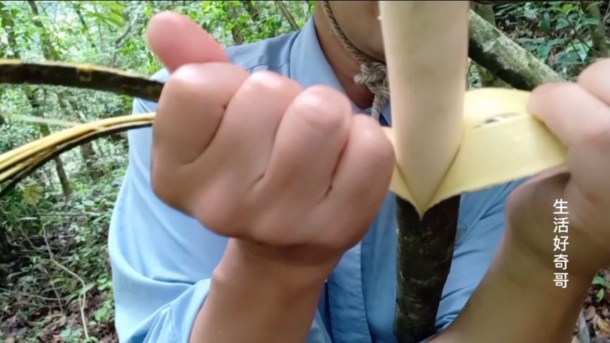 这种树的树皮可轻易剥下,可做绳子用途广泛,它却养在深闺人未识