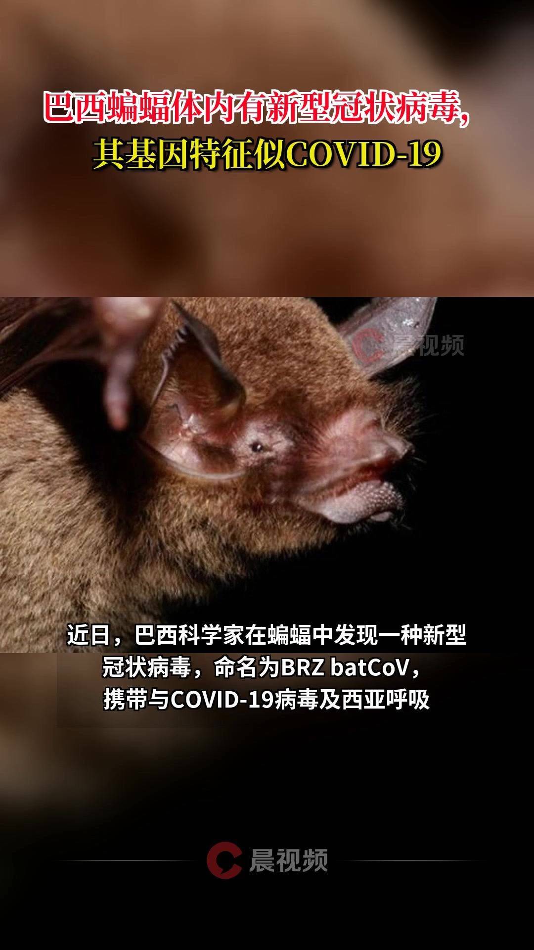 巴西蝙蝠体内有新型冠状病毒,其基因特征似COVID-19