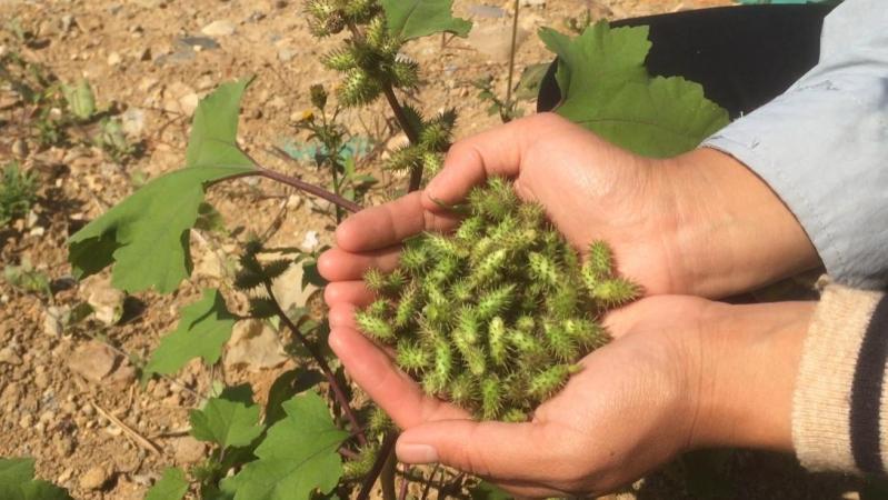 农村这种粘人的"苍耳子",全身上下都是宝,你知道它的作用吗?