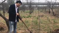 挖点枣苗种枣树,来看看咱新郑红枣树是咋种的