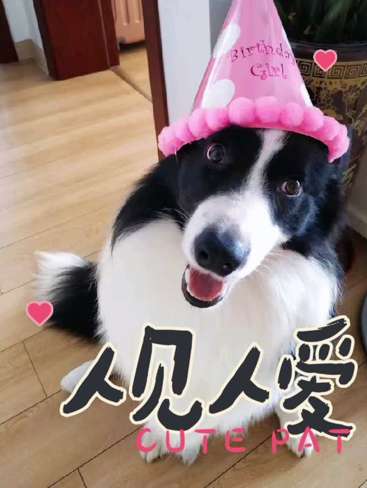 你永远不知道边牧的智商上限在哪里 狗是狗,边牧是边牧 不养狗不知道...