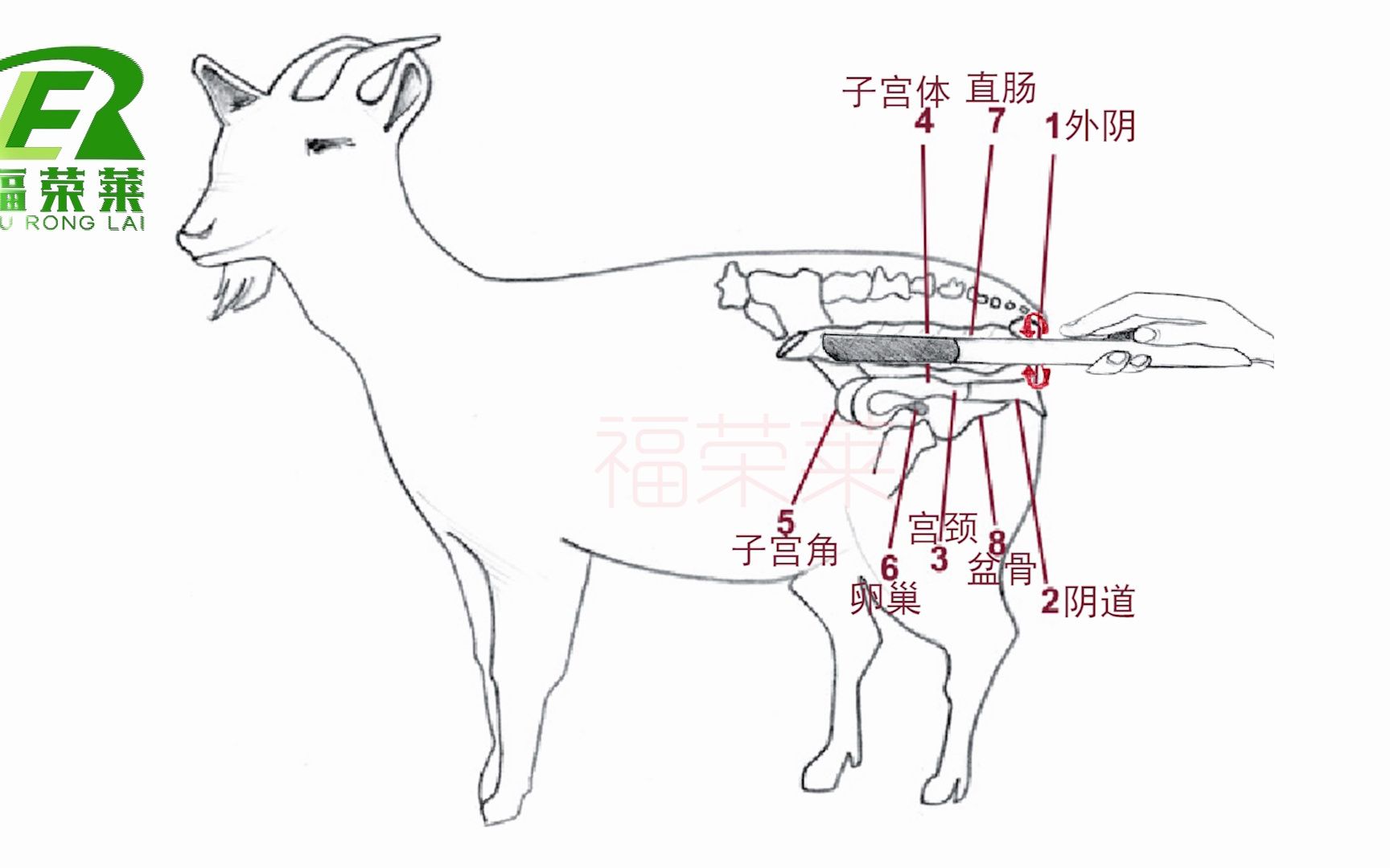 怀孕母羊直肠做B超验胎操作使用流程
