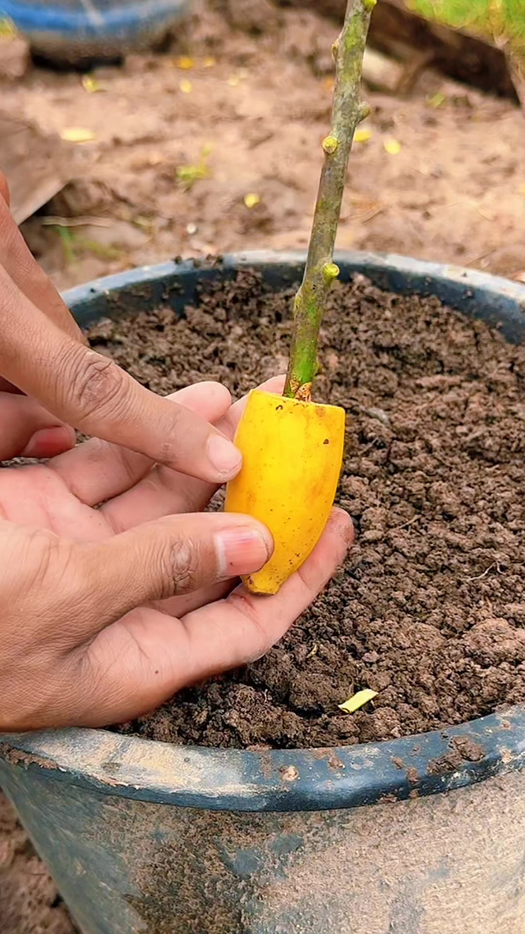 芒果树这样扦插,盆栽三年结芒果ߥ� #种植 #种植小技巧 #果树种植