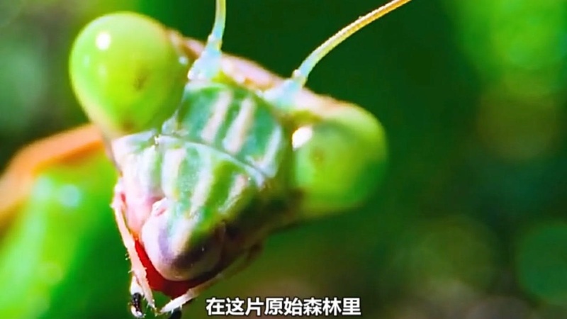 这个家伙竟然想出这种方法挠痒痒,真是刷新我的认知