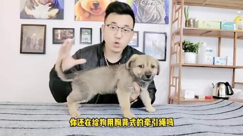 遛狗爆冲失控,险些撞倒路人,原来是牵引绳使用方法不对