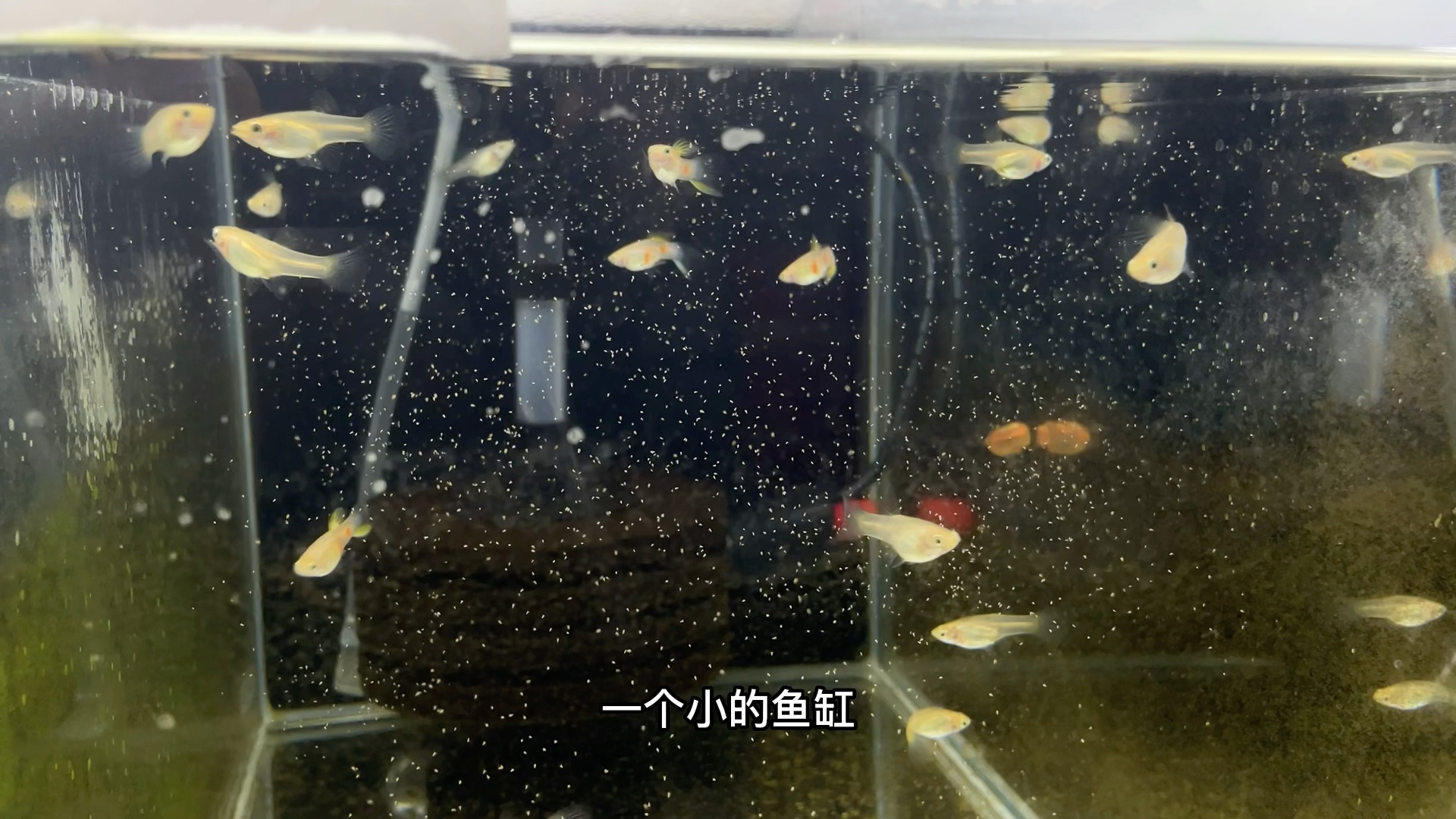 可以提前准备加热棒了,加热棒每天用多少电大致都能计算出来