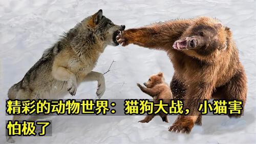 精彩的动物世界:猫狗大战,小猫害怕极了!场面值得一看哦