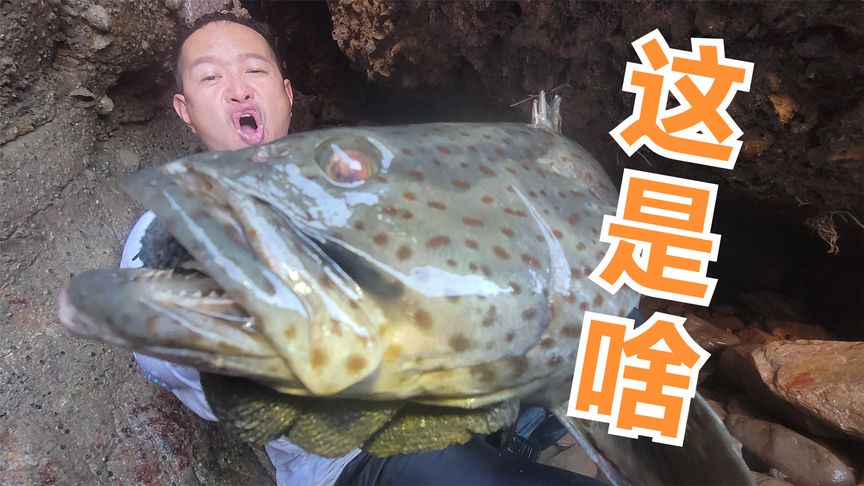 半月前打窝的神秘洞坑引来成群石斑鱼赖着不走,一条就价值千元