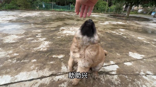 小奶狗:过年了,给大家表演个舞狮