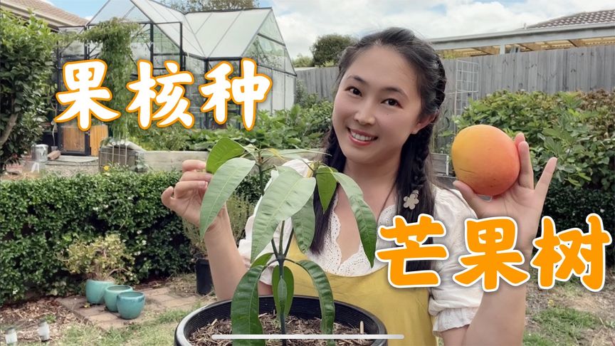 吃完了芒果,果核不要扔,用果核种芒果树盆栽