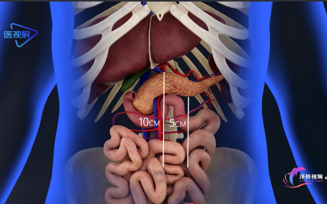 【人体解剖】:“癌中之王”胰腺癌,胰腺的解剖