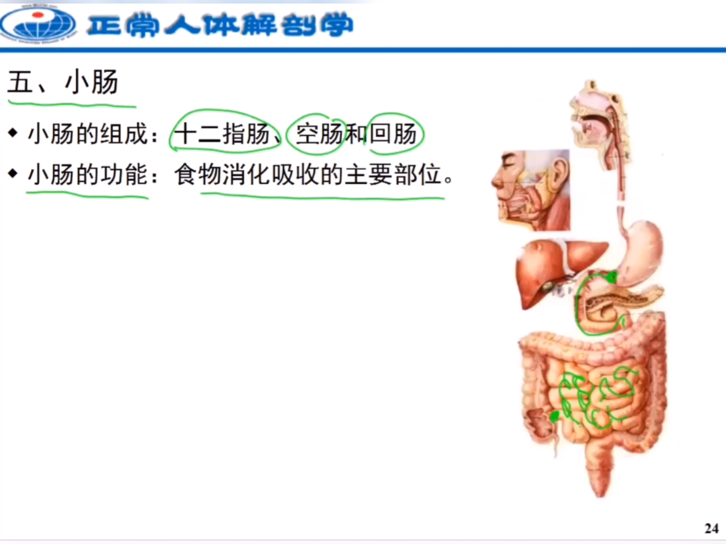 人体解刨学:消化管 小肠