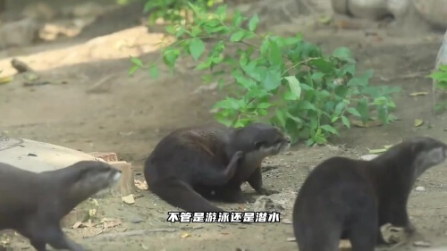 水獺的疯狂行为,揭开动物界的“黑社会”面纱