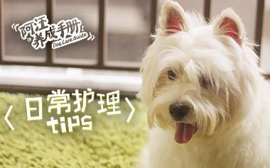 狗狗剪指甲会流血你造吗?赶快学习一下正确方法