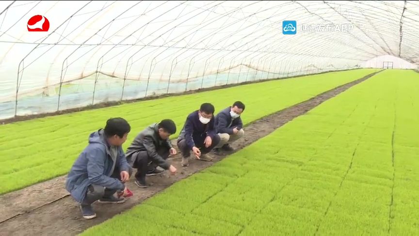 农业专家支招水稻秧苗管理