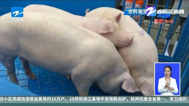 浙江出台生猪养殖新政 2022生猪自给率达70%