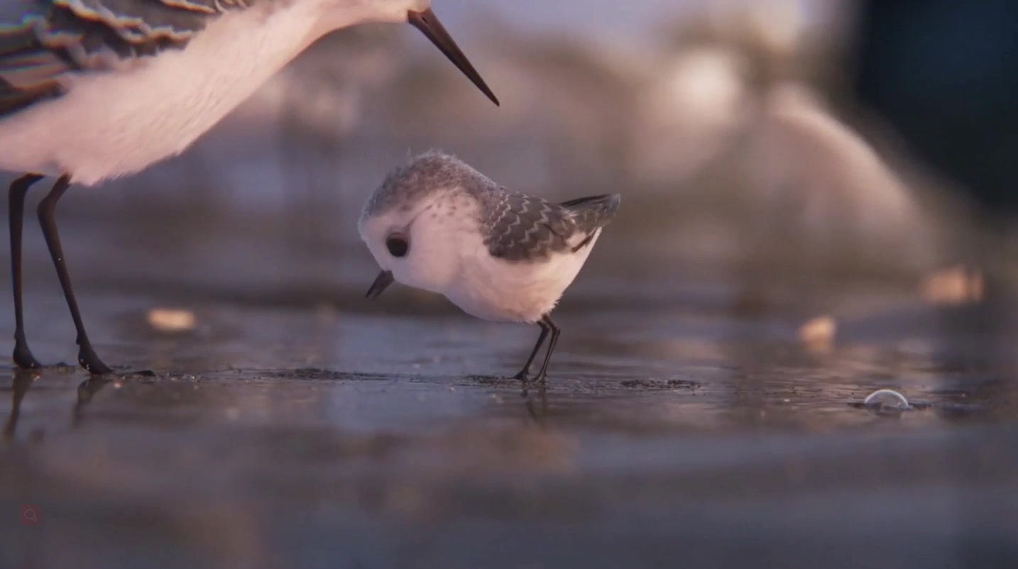 皮克斯动画piper《鹬》2016年出品的动画短片