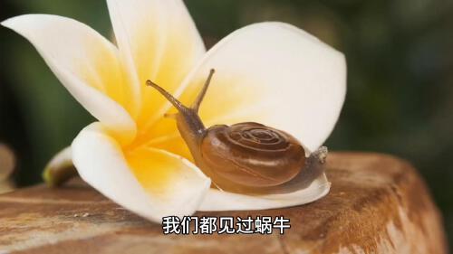 世界上牙齿最多的动物,牙齿的材料和结构启发生物医学领域的研究
