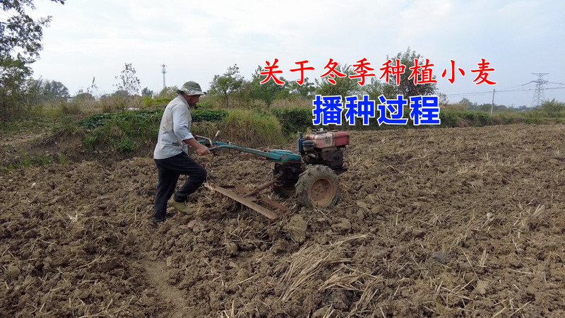 关于冬季种植小麦,把握播种时机,与适宜条件至关重要