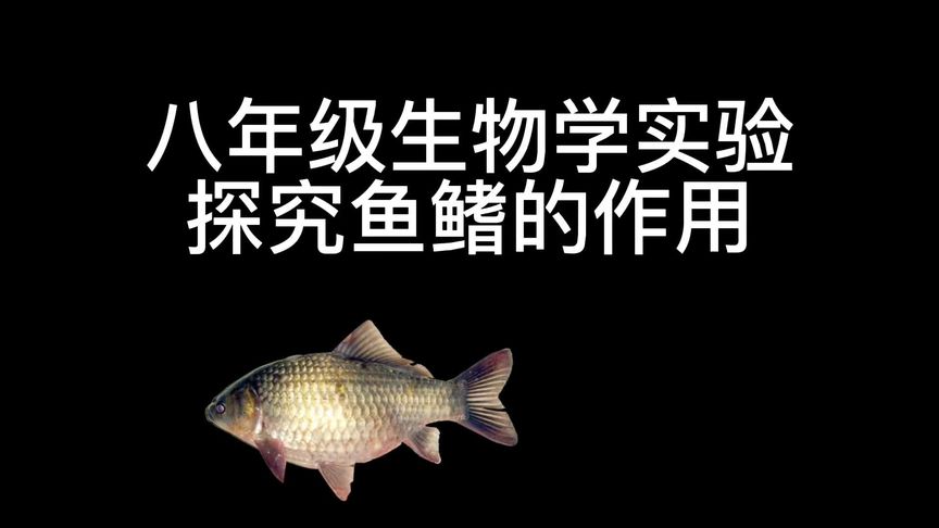 一个生物学实验 #鱼鳍的作用 #生物实验室 #老师和他的冤种学生