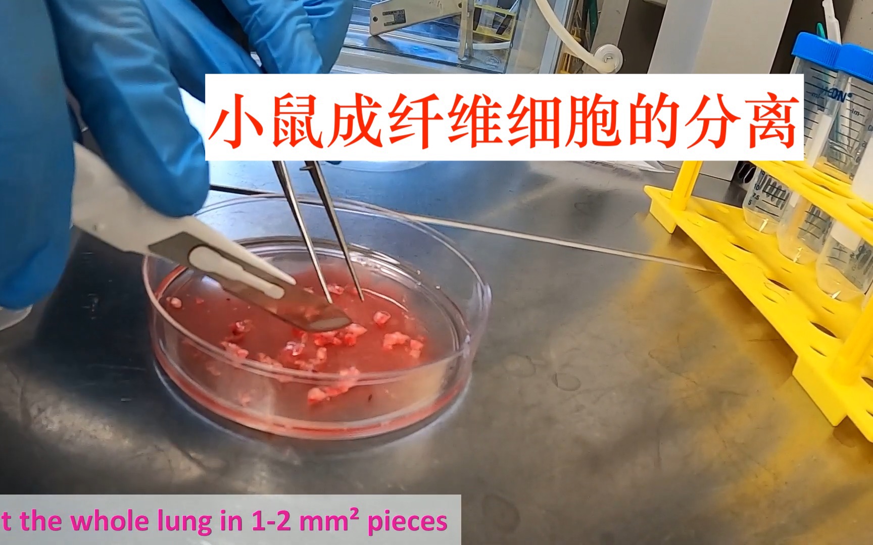 小鼠肺成纤维细胞的分离---实验操作