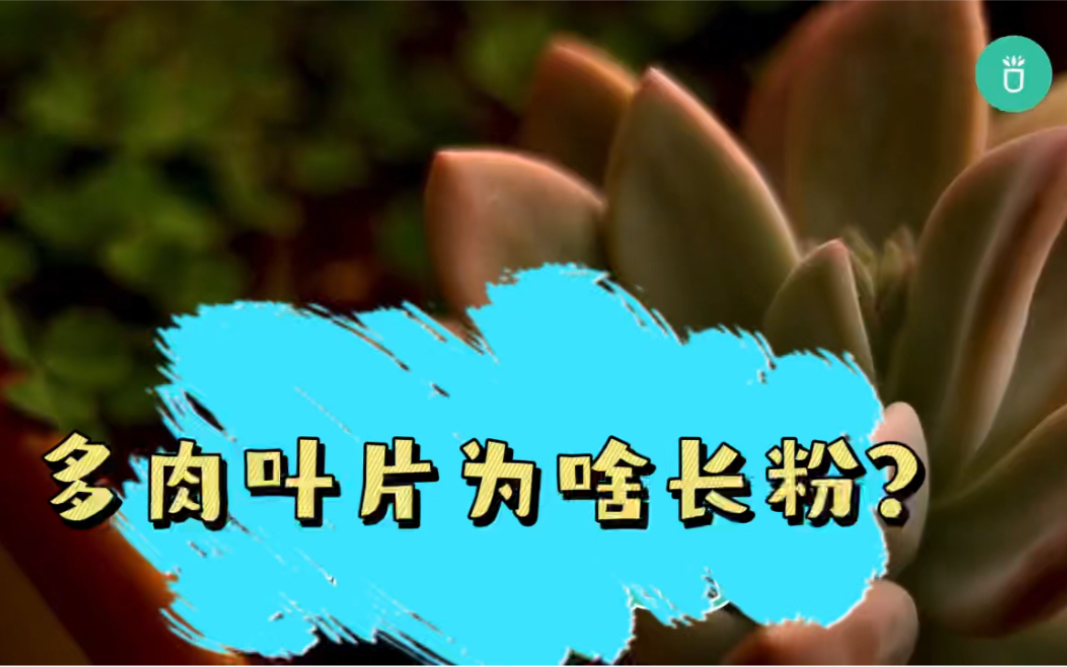 多肉植物叶片上的粉是什么?有什么作用?蹭掉了会有问题吗