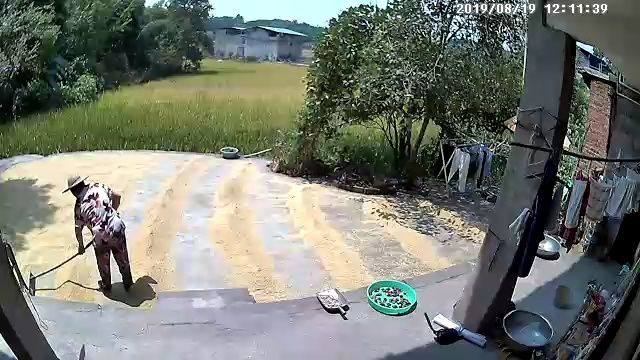 看一下农村晒稻谷是怎么晒的