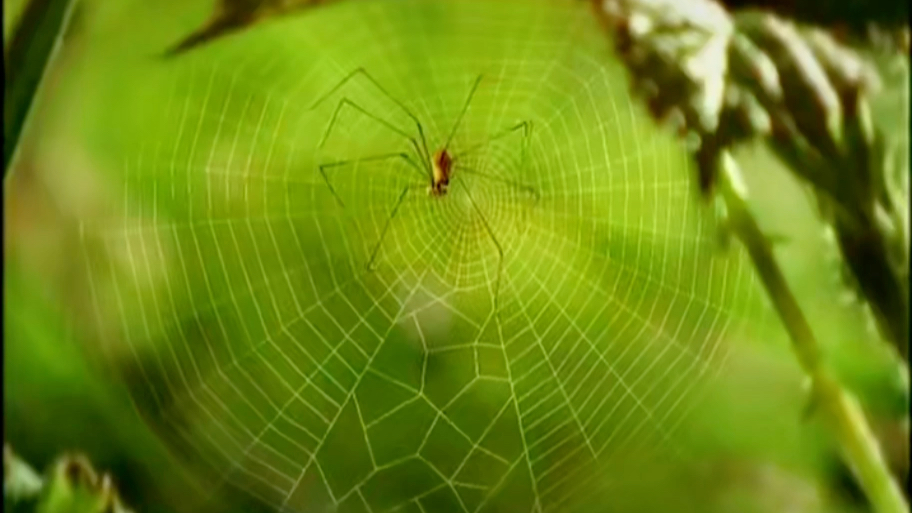 微小世界(全四季)