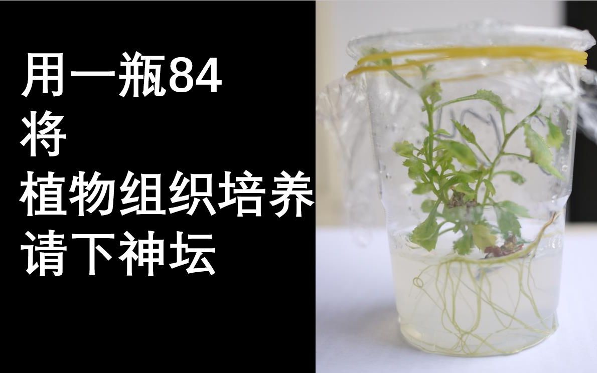 菊花的组织培养——野菊的简化开放式植物组培-2019人教版