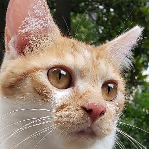 羊大钱儿 