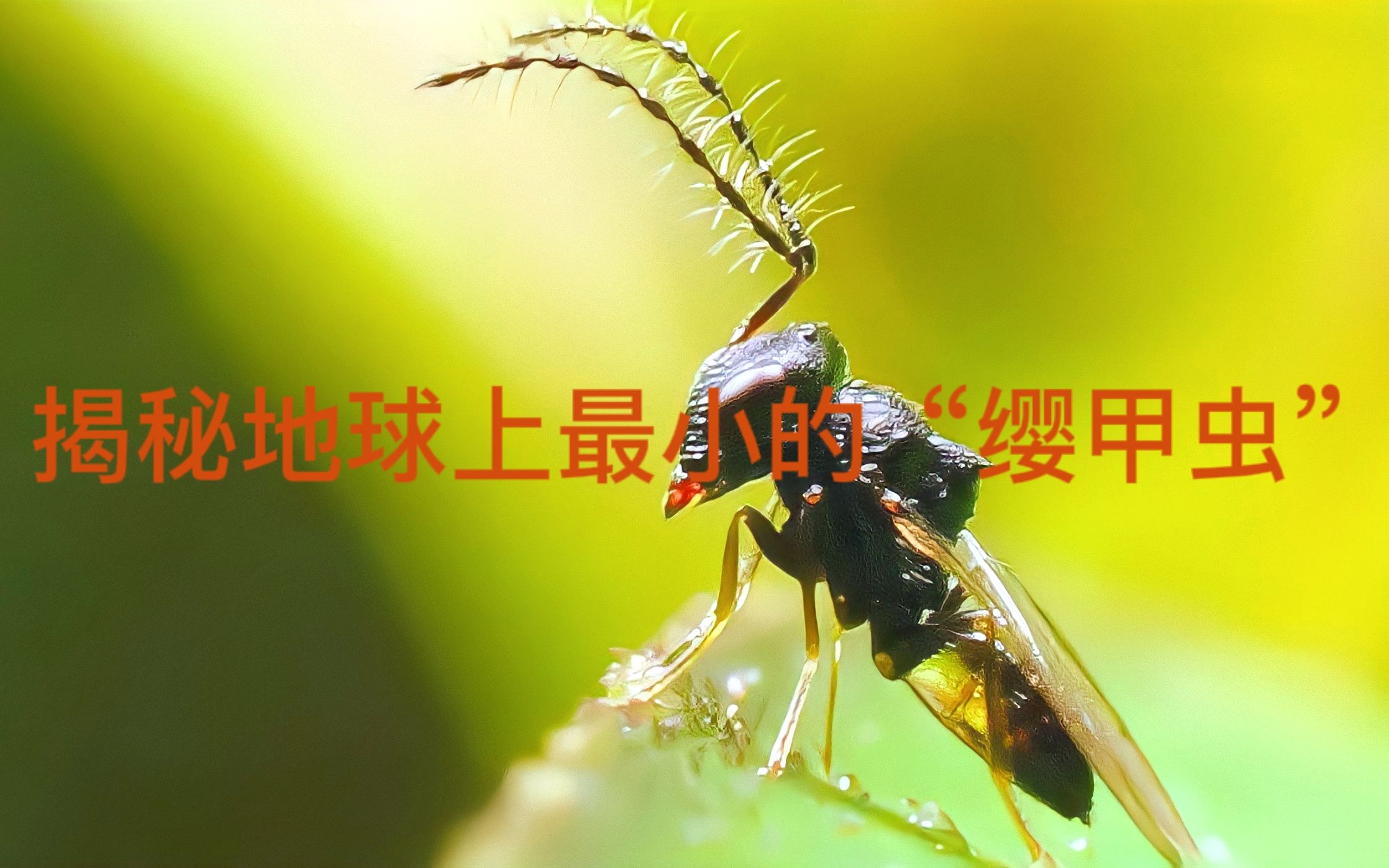 揭秘地球上最小的昆虫,缨甲虫快速飞行之谜