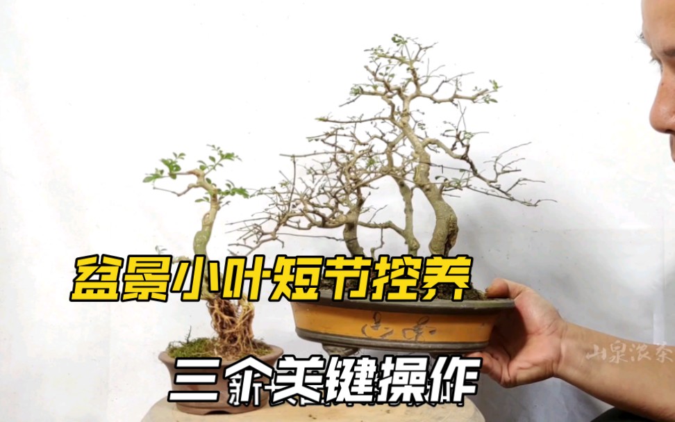 对节白蜡小盆景造型怎样修剪控短枝节