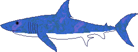 ztorpshark 