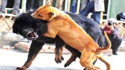 世界三大最凶悍的狗,藏獒只排第3位,比特犬数分钟咬死藏獒!