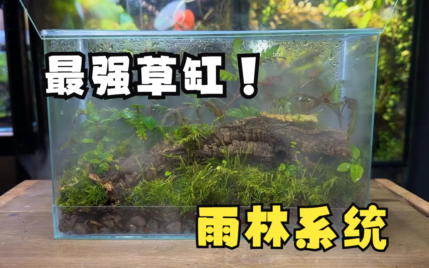 玻璃缸水族缸造景——你绝对想象不到创建一个DIY雨林生态缸简单但...