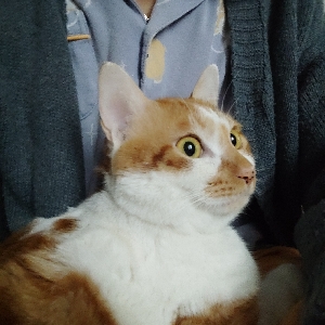春厦秋冬四季予你 