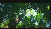森林生态系统