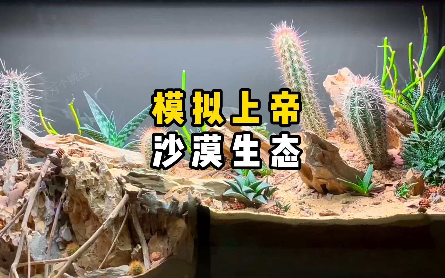 上帝模拟器:打造沙漠微缩生态系统,观察100天的生物演变