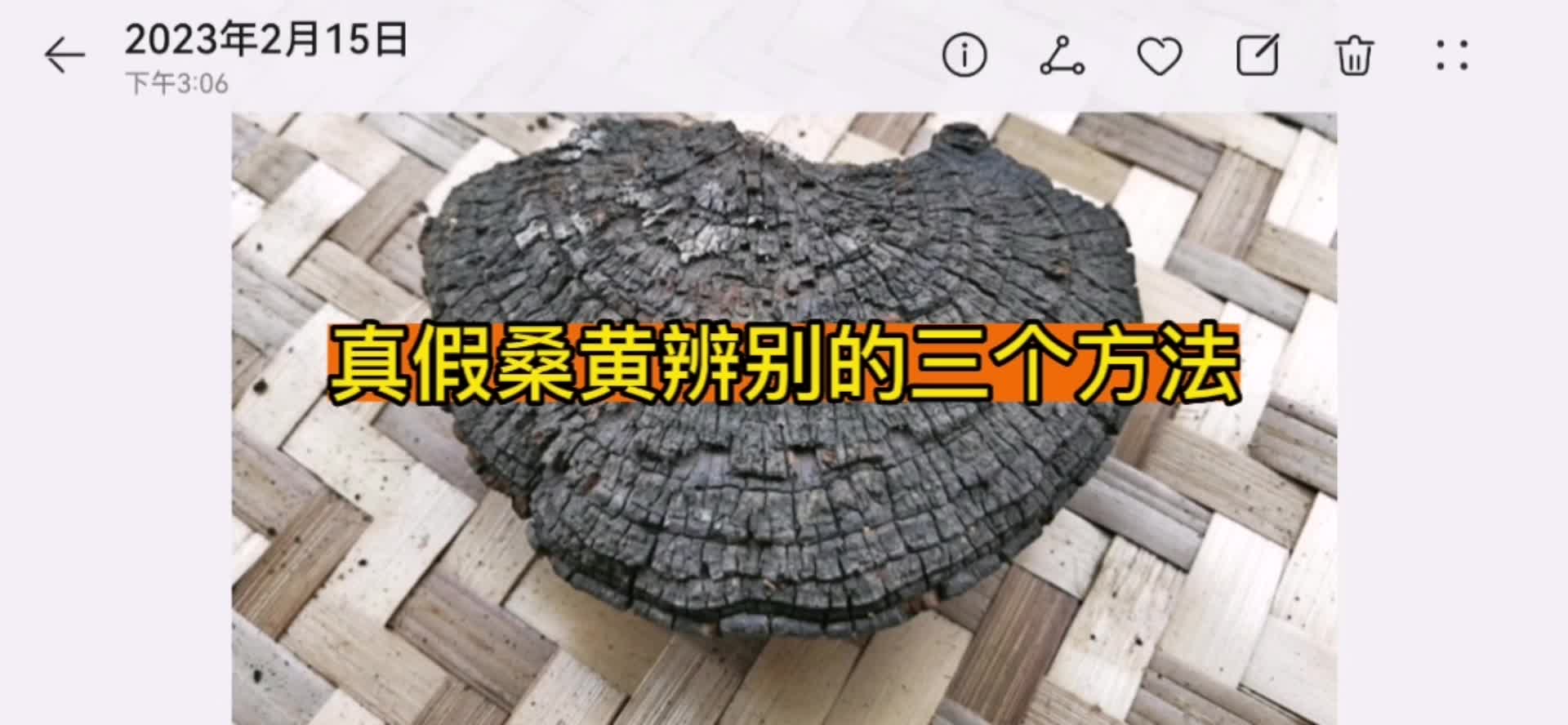 辨别桑黄真假,请记住这3点!