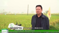 中国糯稻看安徽,糯稻品种有荃银