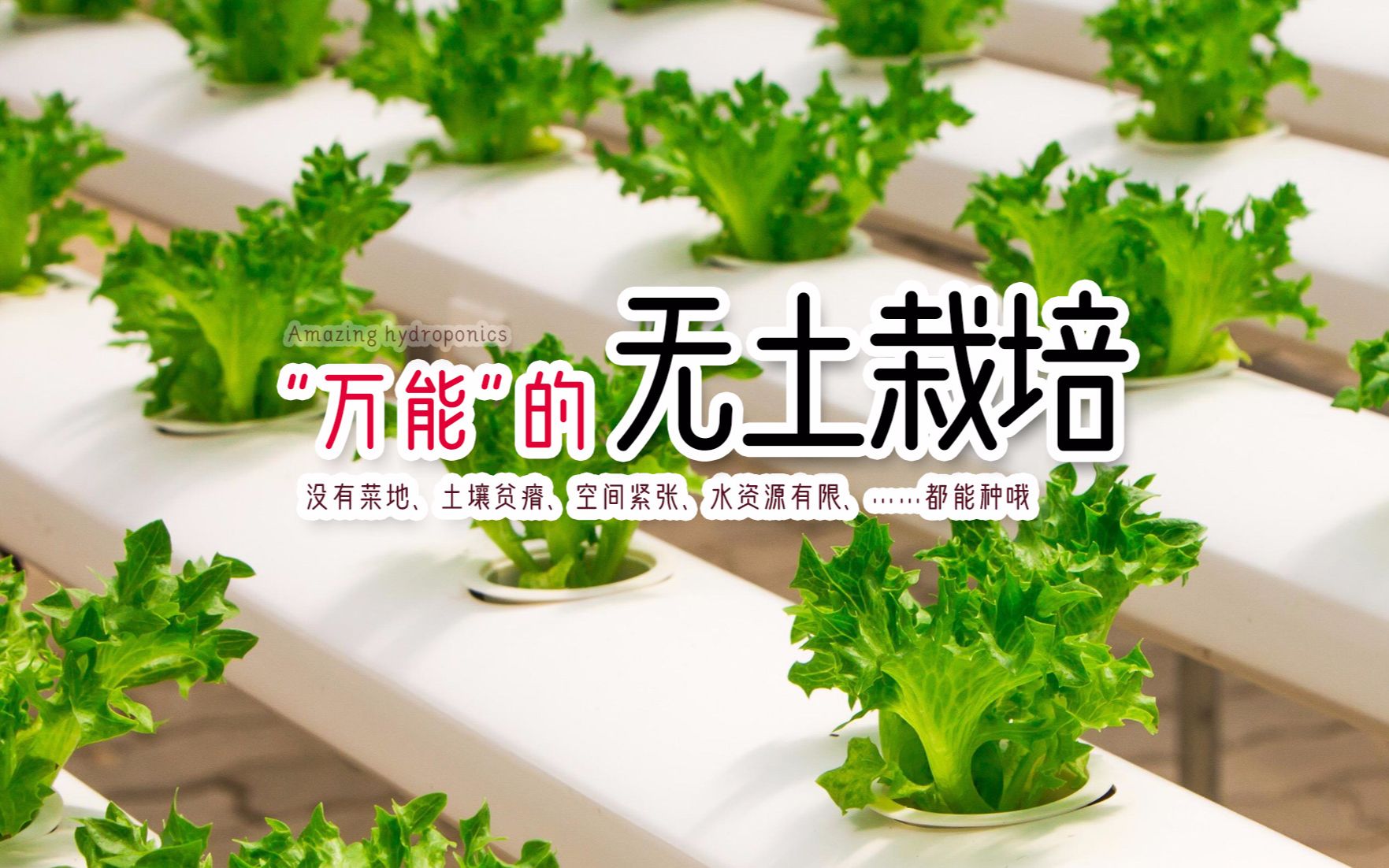 土地贫瘠连年干旱怎么种菜?城市里如何实现田园生活?无土栽培了解...