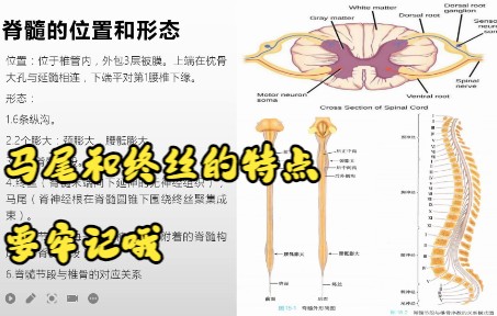系统解剖学-中枢神经系统之脊髓的位置和形态