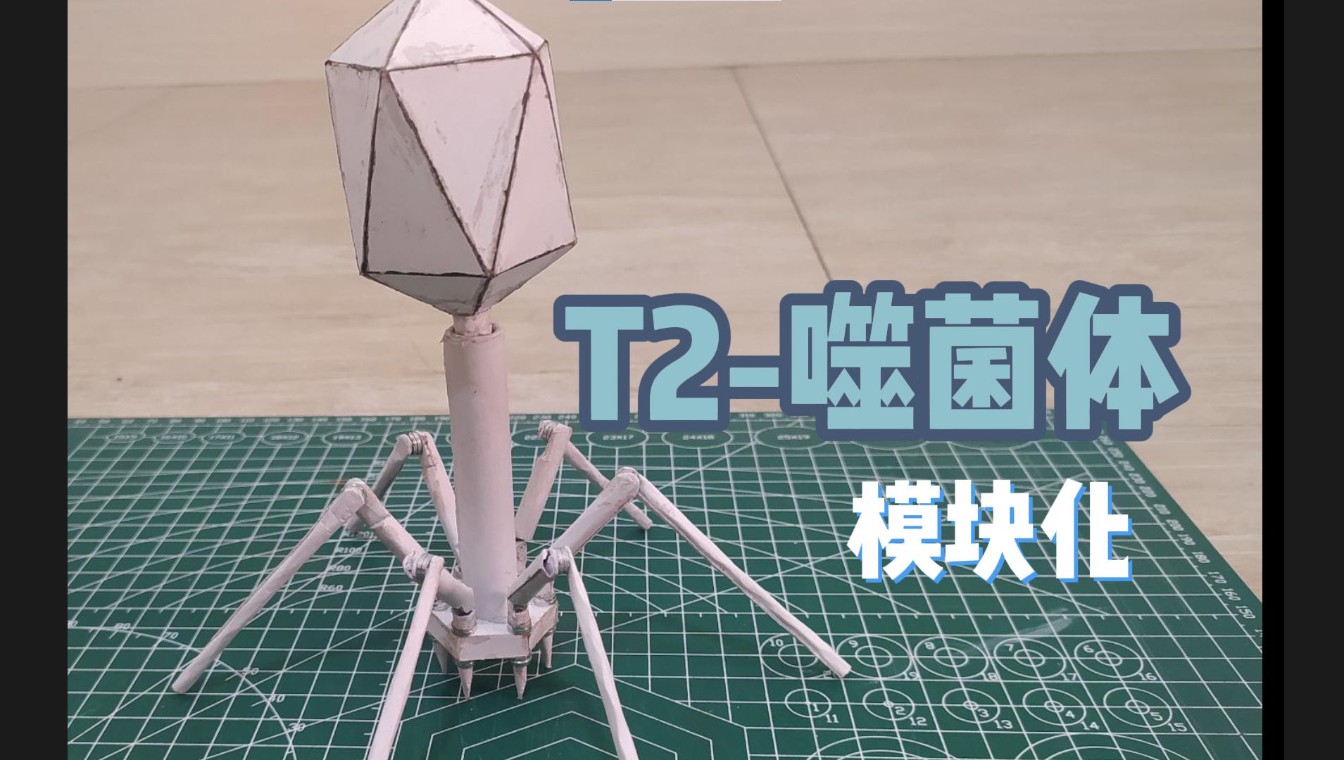 自制了一个磁吸式的T2噬菌体模型,帅到爆炸