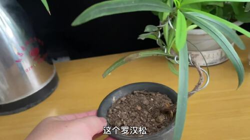 自制罗汉松微盆景如何养护,虫害少不占地造型独特管理省心