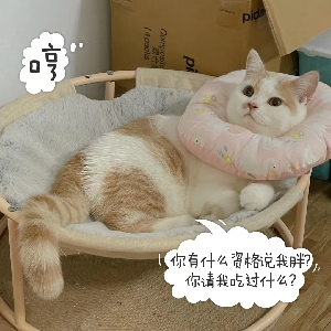 有理想的丑小鸭 