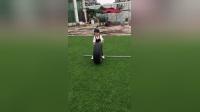 20161029滚车轮2