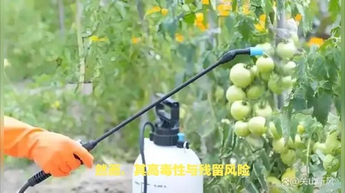 敌敌畏禁用蔬菜需严守:安全用药关乎生命健康